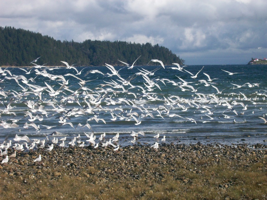 Roads to Ocean Adventure | AHOY British Columbia