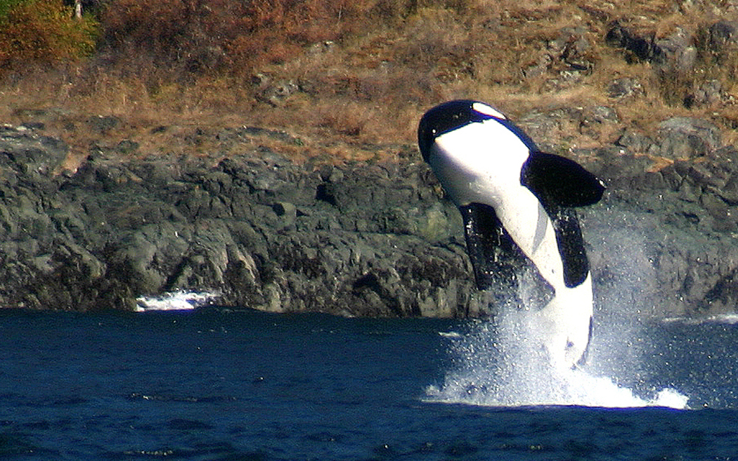 Orca breaching » AHOY British Columbia