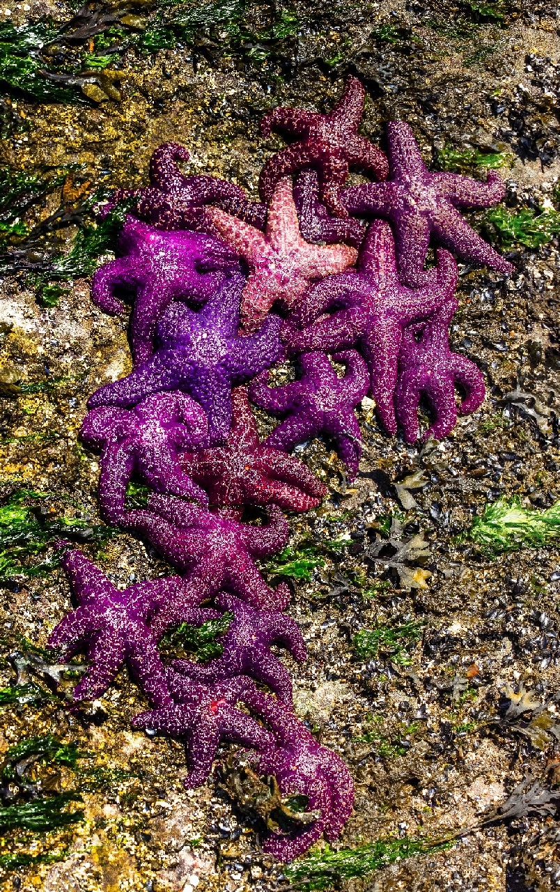 small starfish » AHOY British Columbia